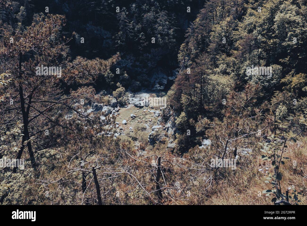 Aerial view of a dense forest Stock Photo - Alamy