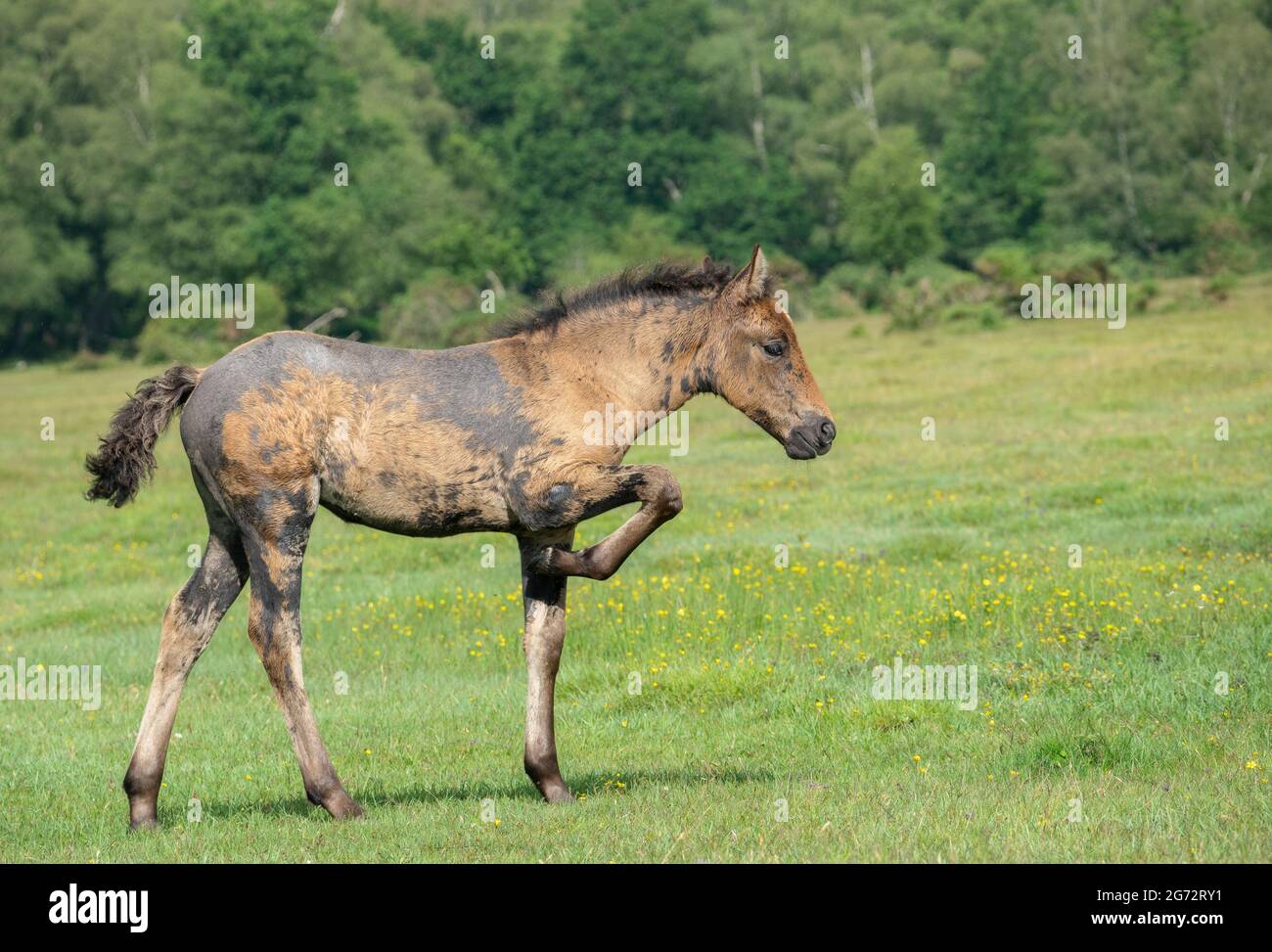 New forest foal Stock Photo - Alamy