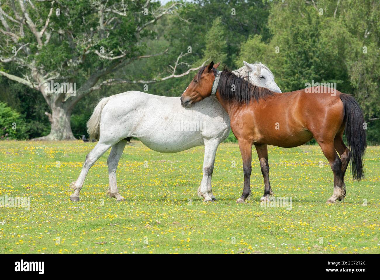 two new forest ponies Stock Photo - Alamy