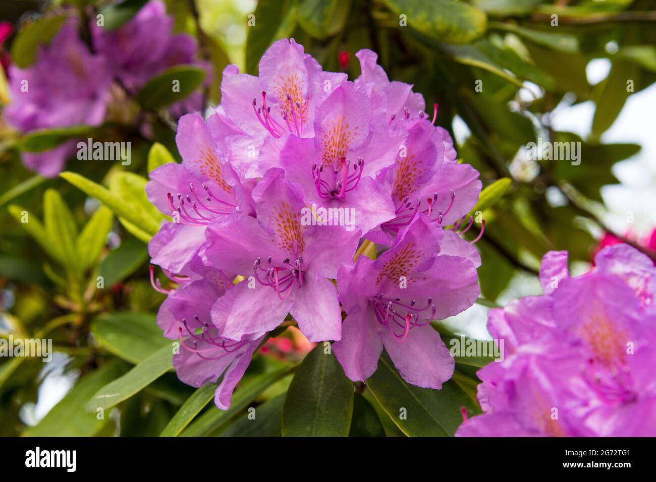 purple rhododendron flowers Stock Photo - Alamy