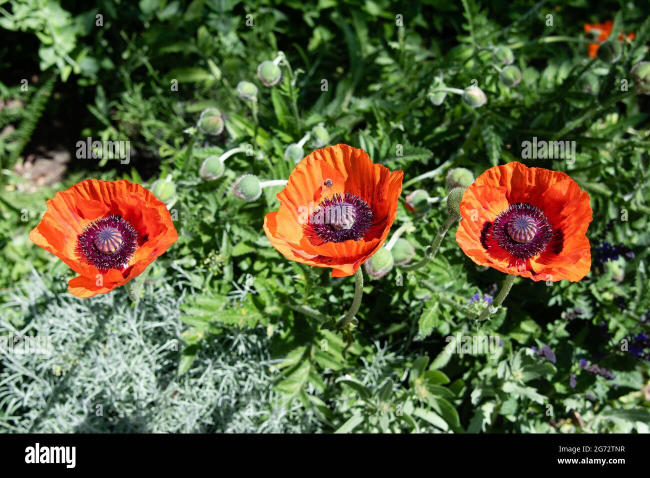 Oriental poppy flowers hi-res stock photography and images - Alamy