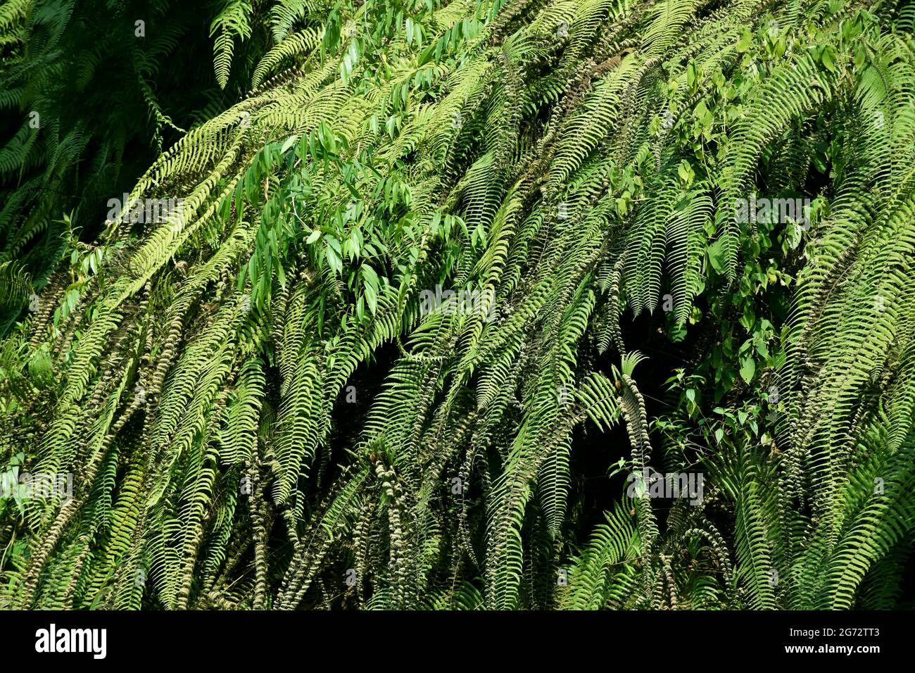 Mountain slope covered with Himalayan green ferns, are often called ...