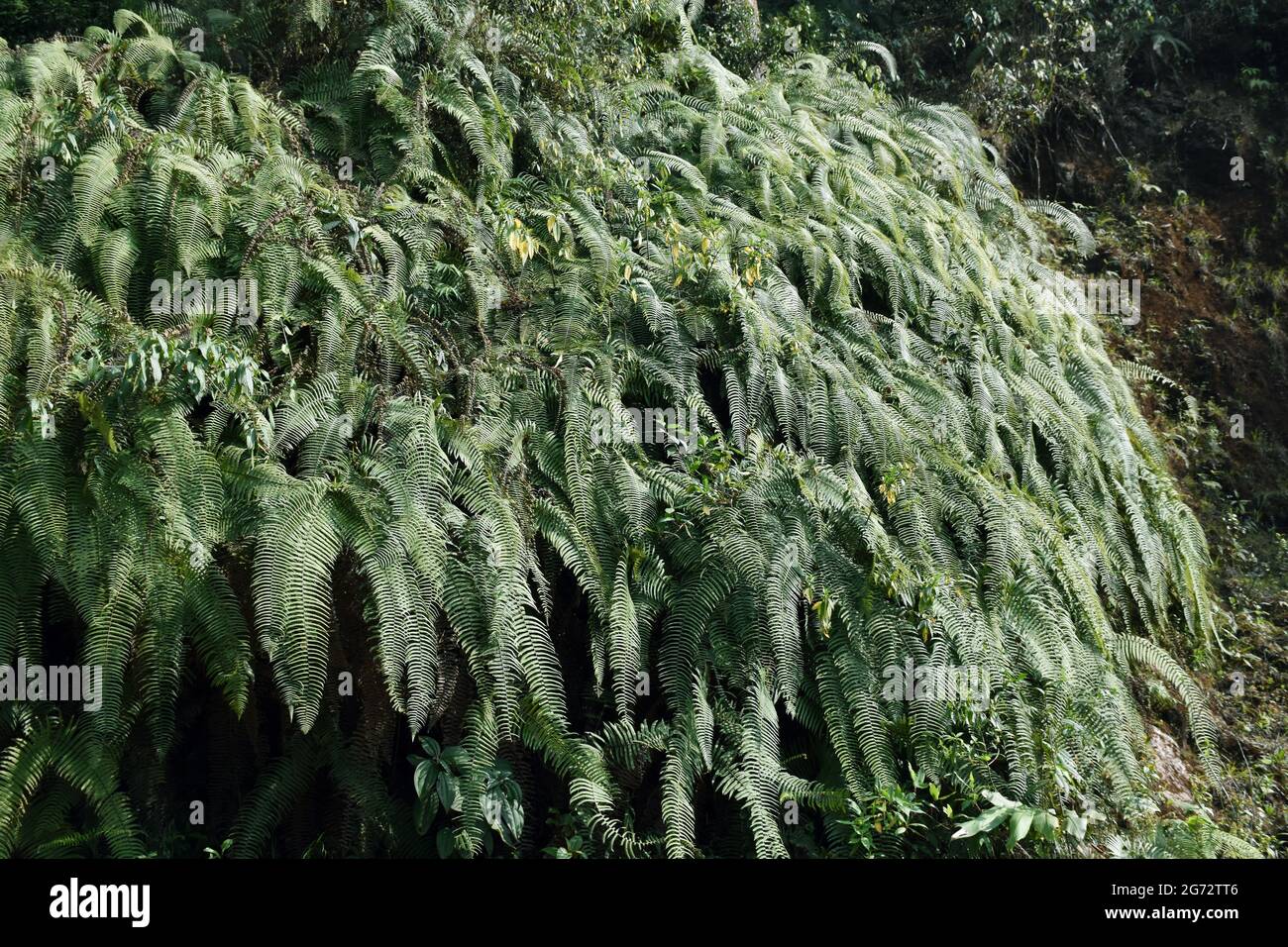 Mountain slope covered with Himalayan green ferns, are often called ...