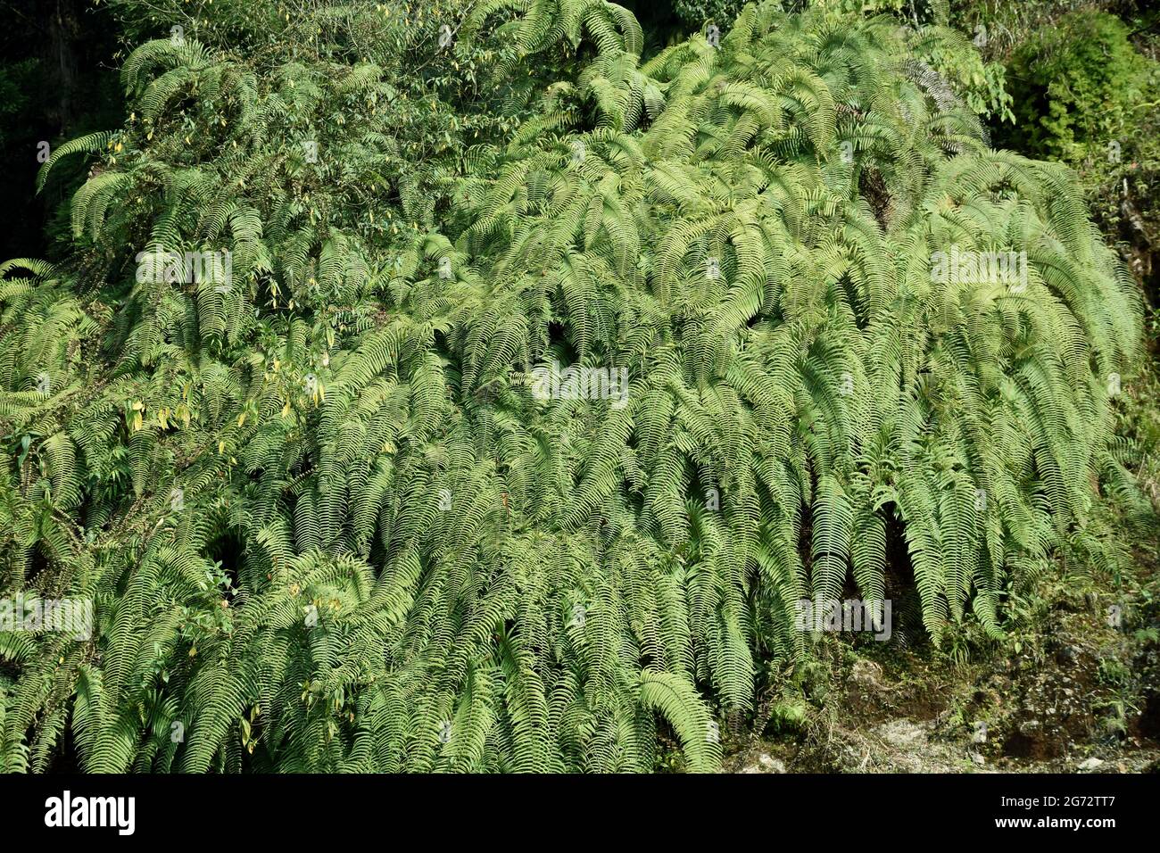 Mountain slope covered with Himalayan green ferns, are often called ...