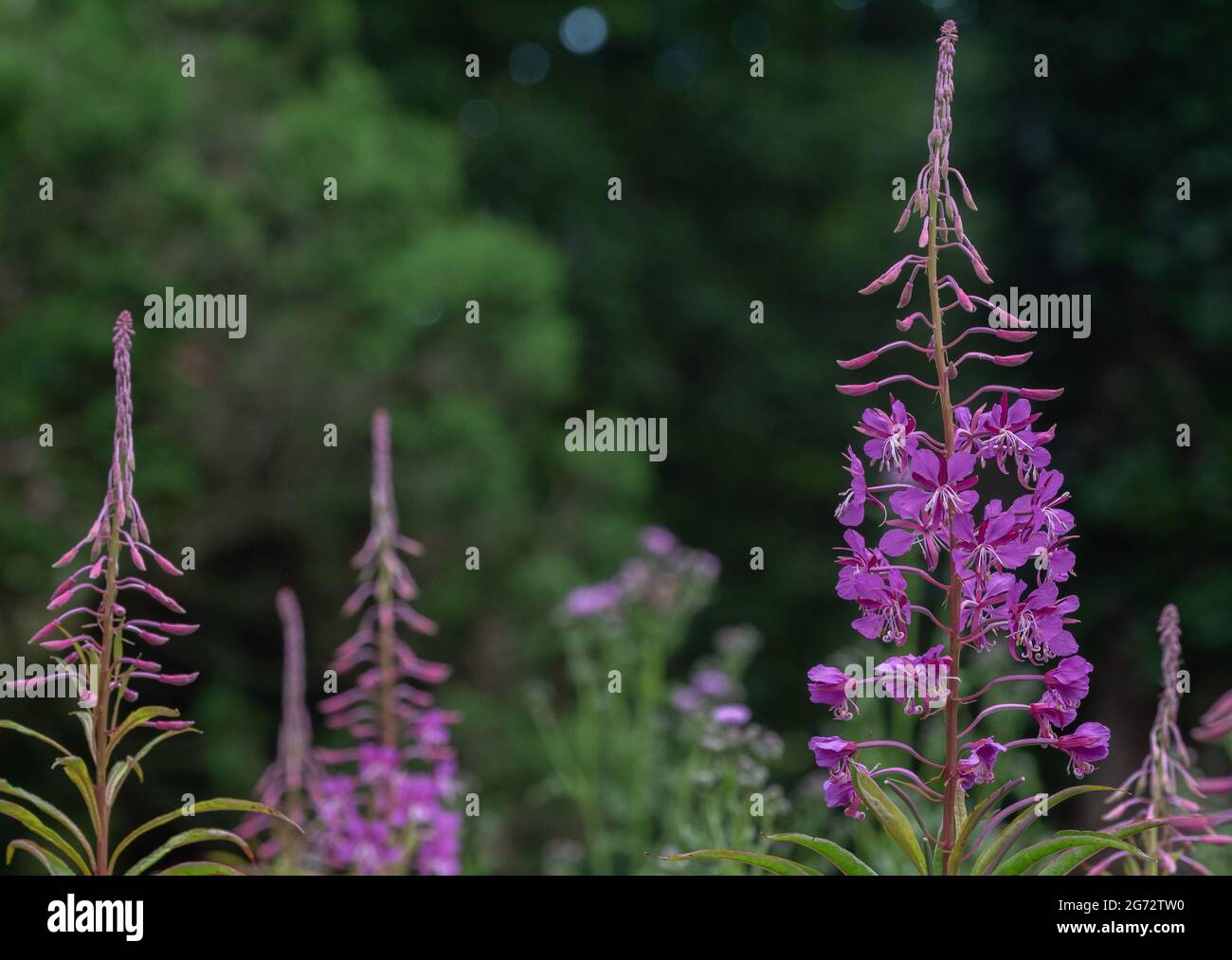 Purple flowers in Southampton Old Cemetery Stock Photo - Alamy