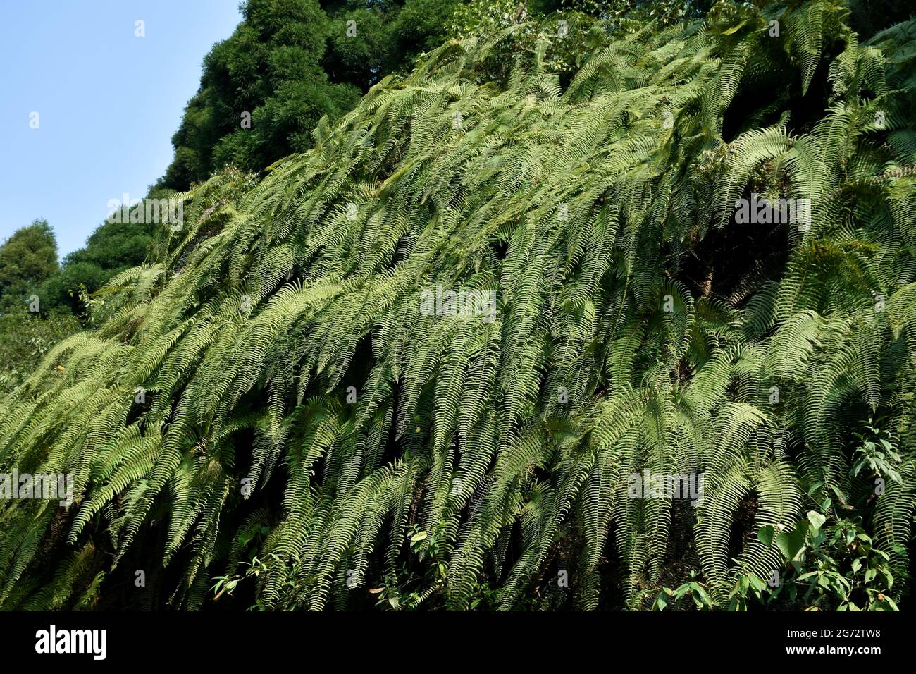Mountain slope covered with Himalayan green ferns, are often called ...