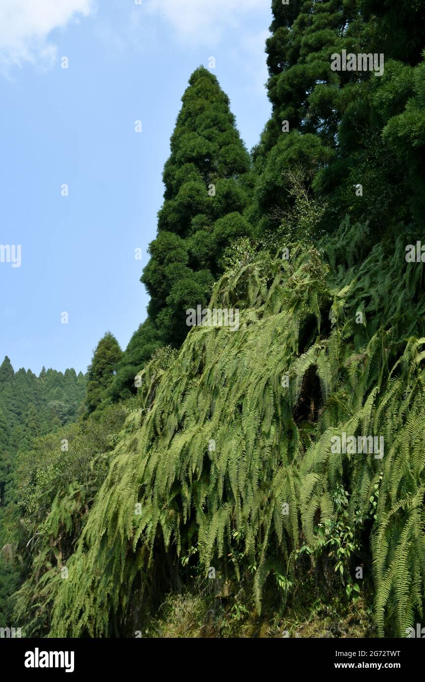 Mountain slope covered with Himalayan green ferns, are often called ...