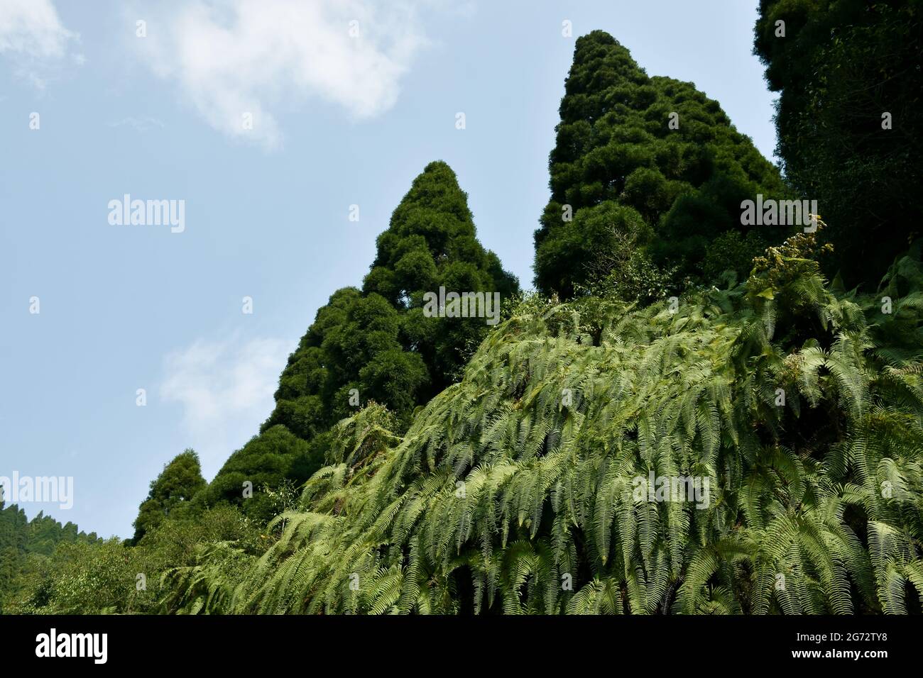 Mountain slope covered with Himalayan green ferns, are often called ...