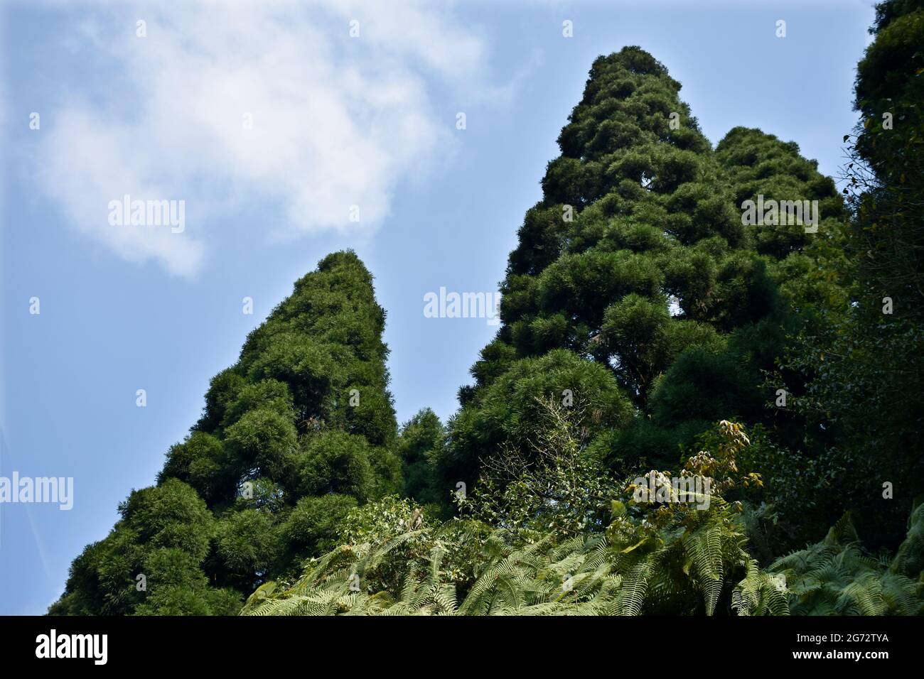 Mountain slope covered with Himalayan green ferns, are often called ...