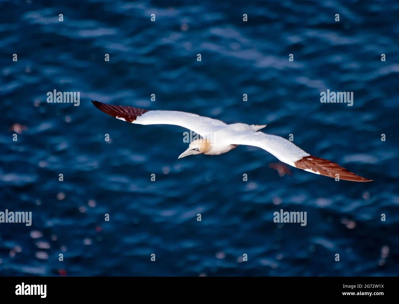 Gannet wildlife hi-res stock photography and images - Alamy