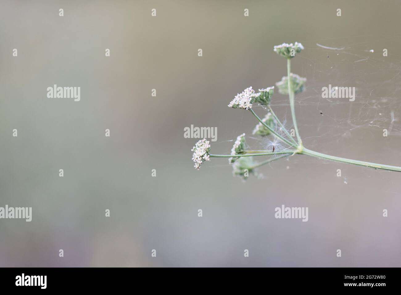 Spider web on a white flower Stock Photo - Alamy