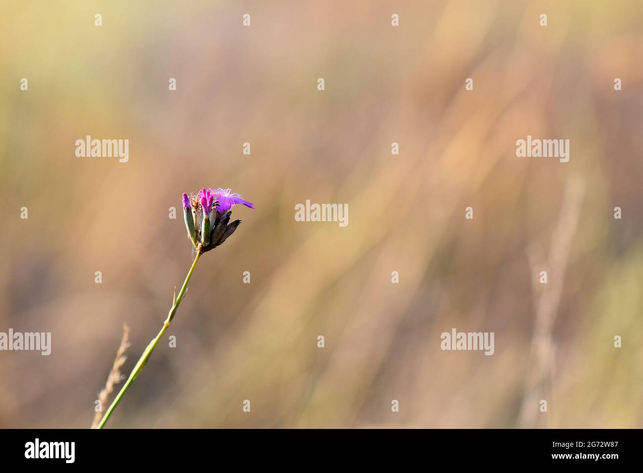 Small purple flower in a field Stock Photo - Alamy
