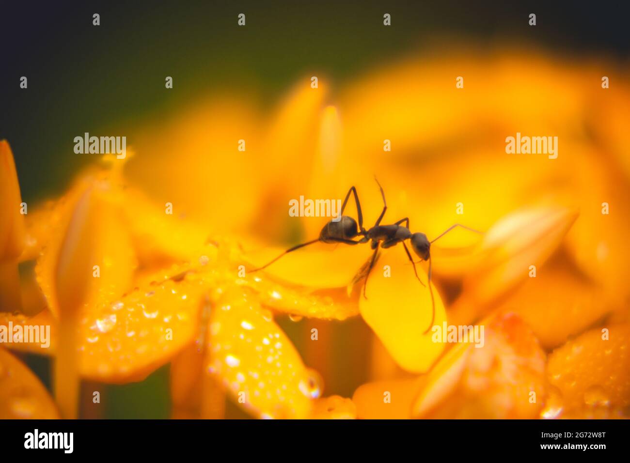 Ant zoom hi-res stock photography and images - Alamy