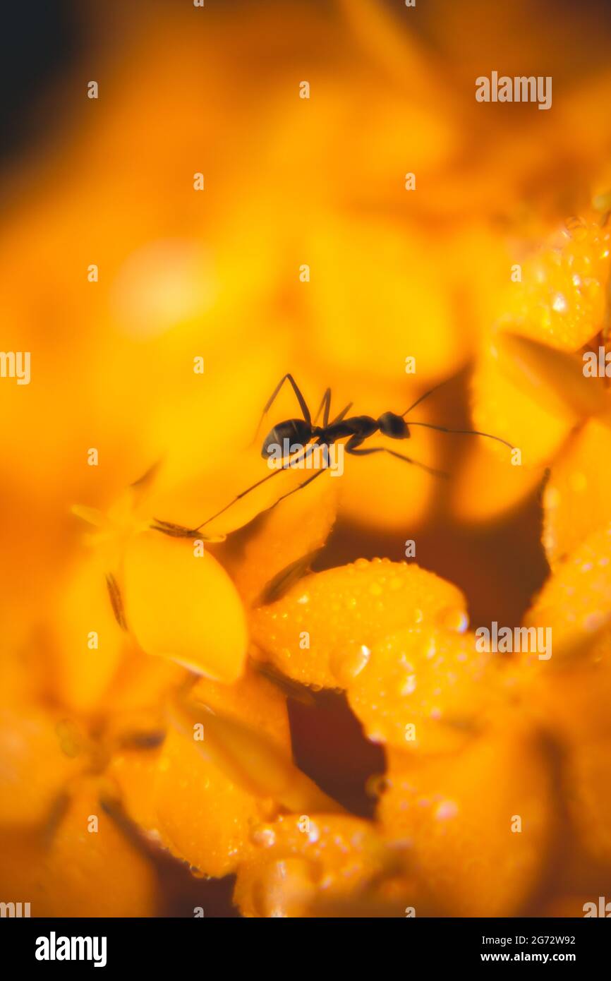 Ant zoom hi-res stock photography and images - Alamy