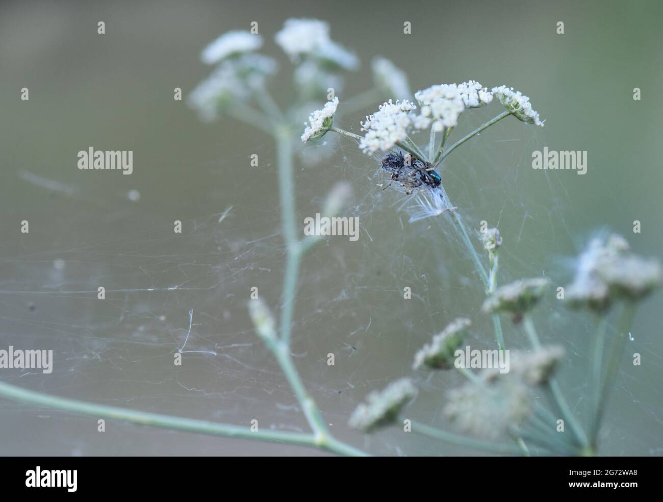 Bug trapped in a spider web near the flowers Stock Photo - Alamy