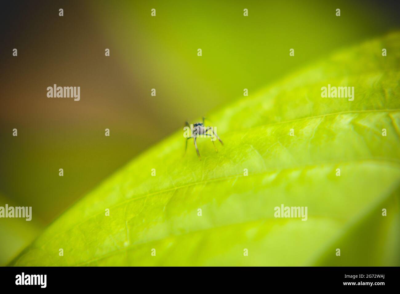 Ant zoom hi-res stock photography and images - Alamy