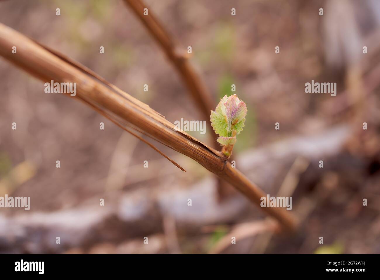 Vine leaves sprouting hi-res stock photography and images - Alamy