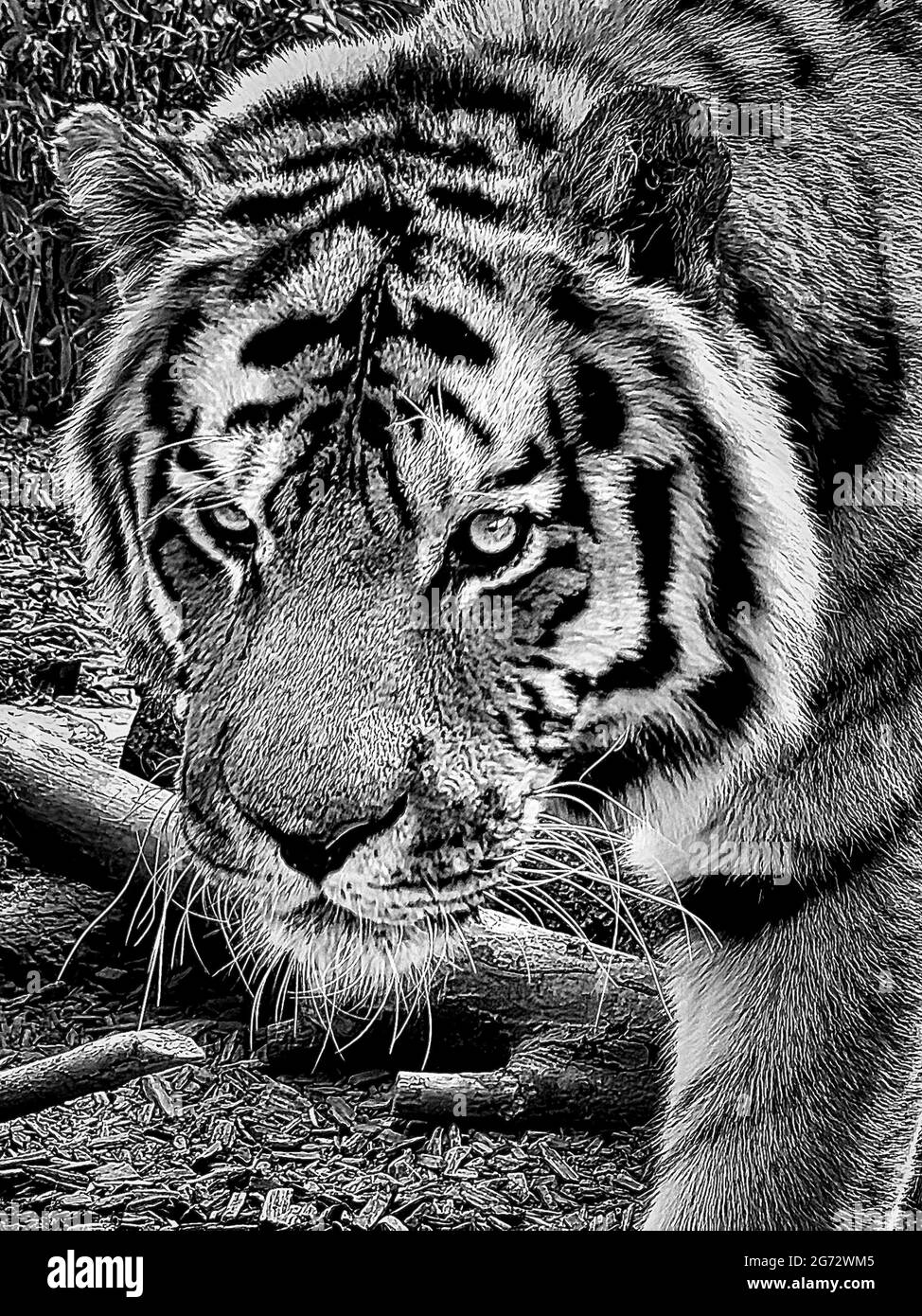 Tiger hunting Black and White Stock Photos & Images - Alamy