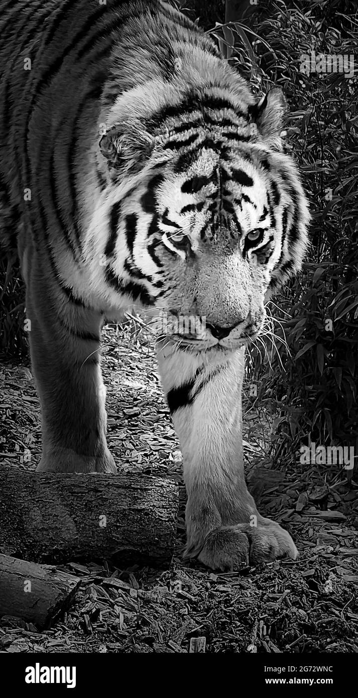 Strong white tiger hi-res stock photography and images - Alamy