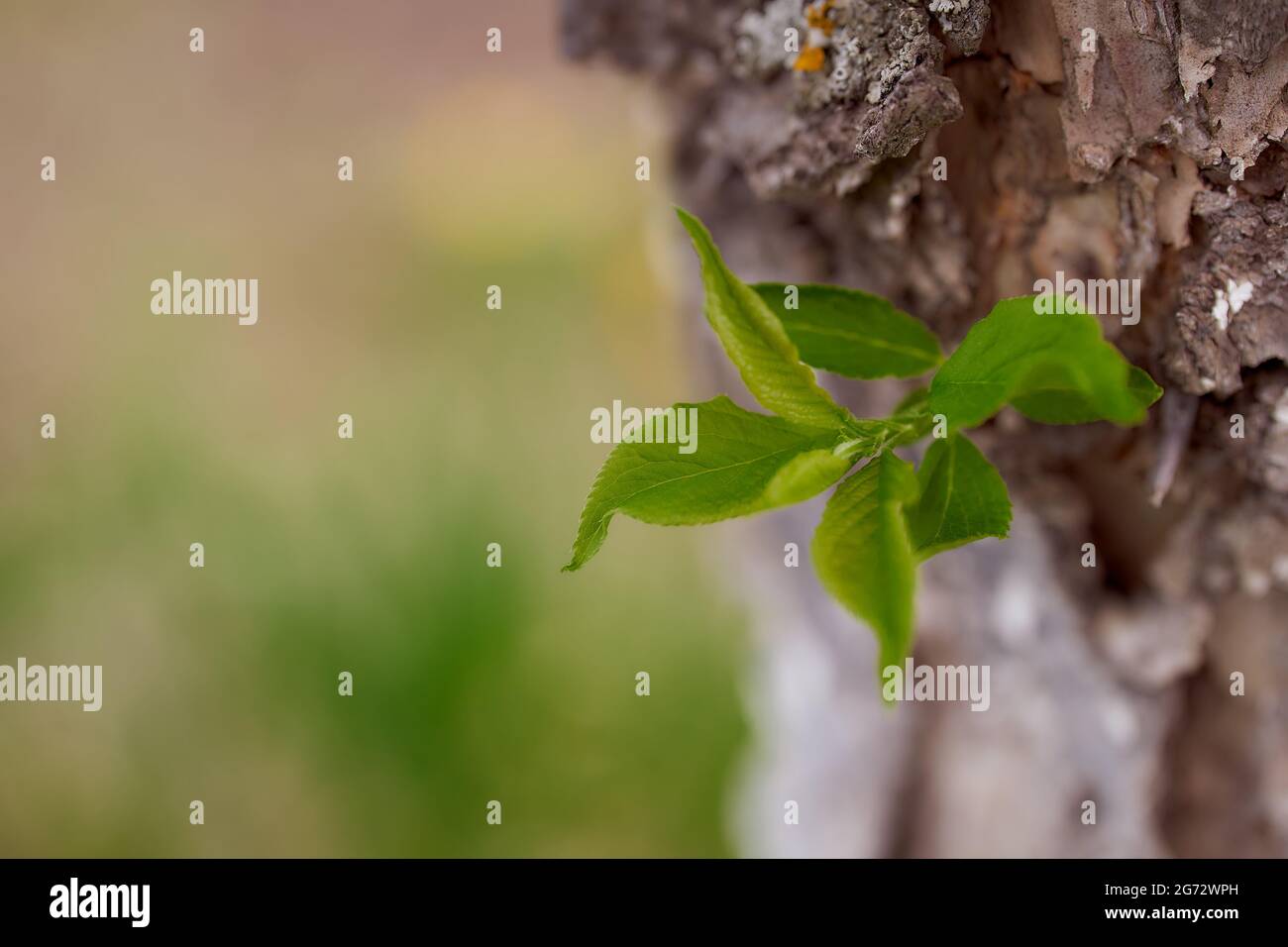 Instilling trees. Green pear leaves sprout from the bark of an apple ...