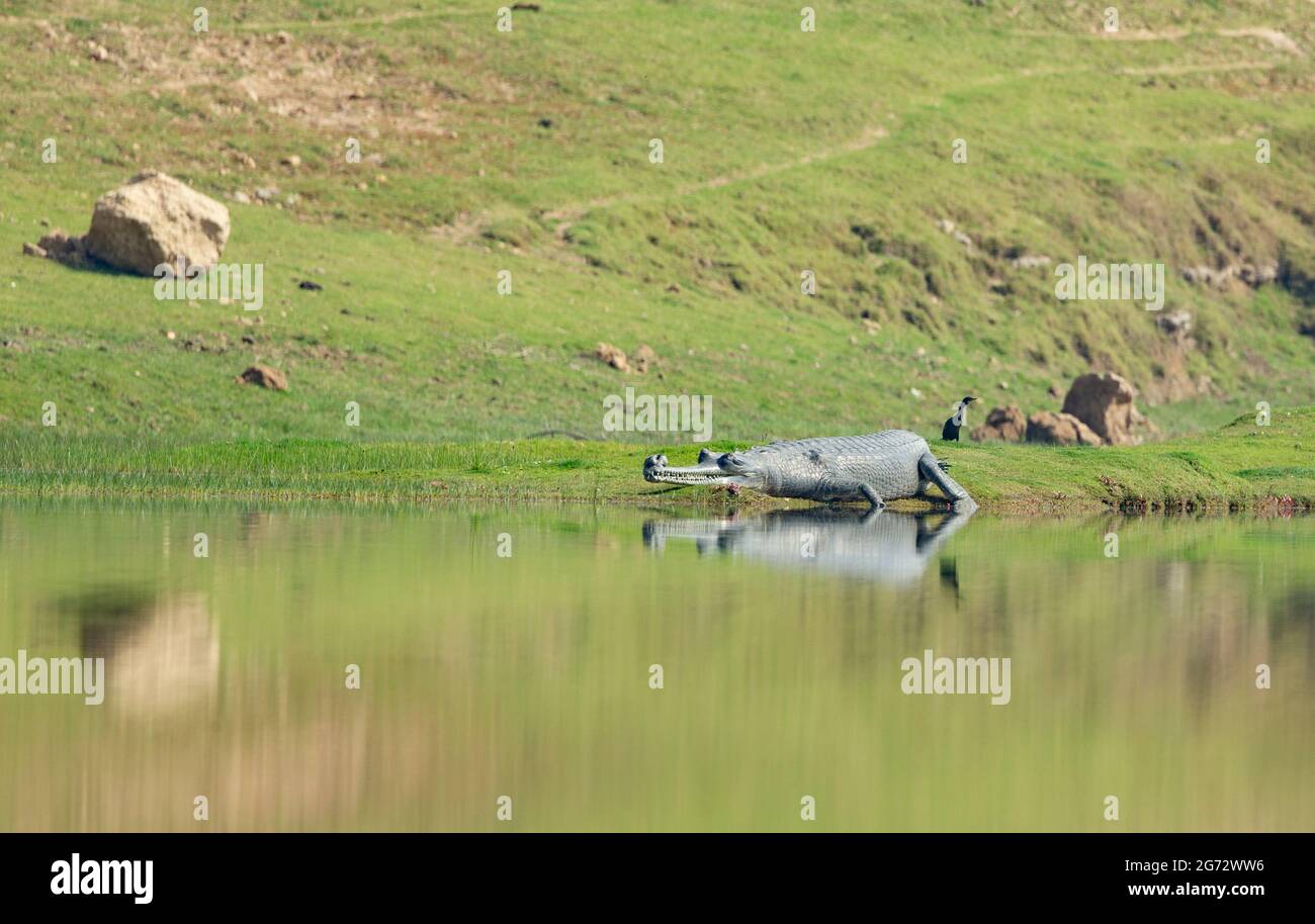 Gharial (Gavialis gangeticus), aka fish-eating crocodile Stock Photo ...