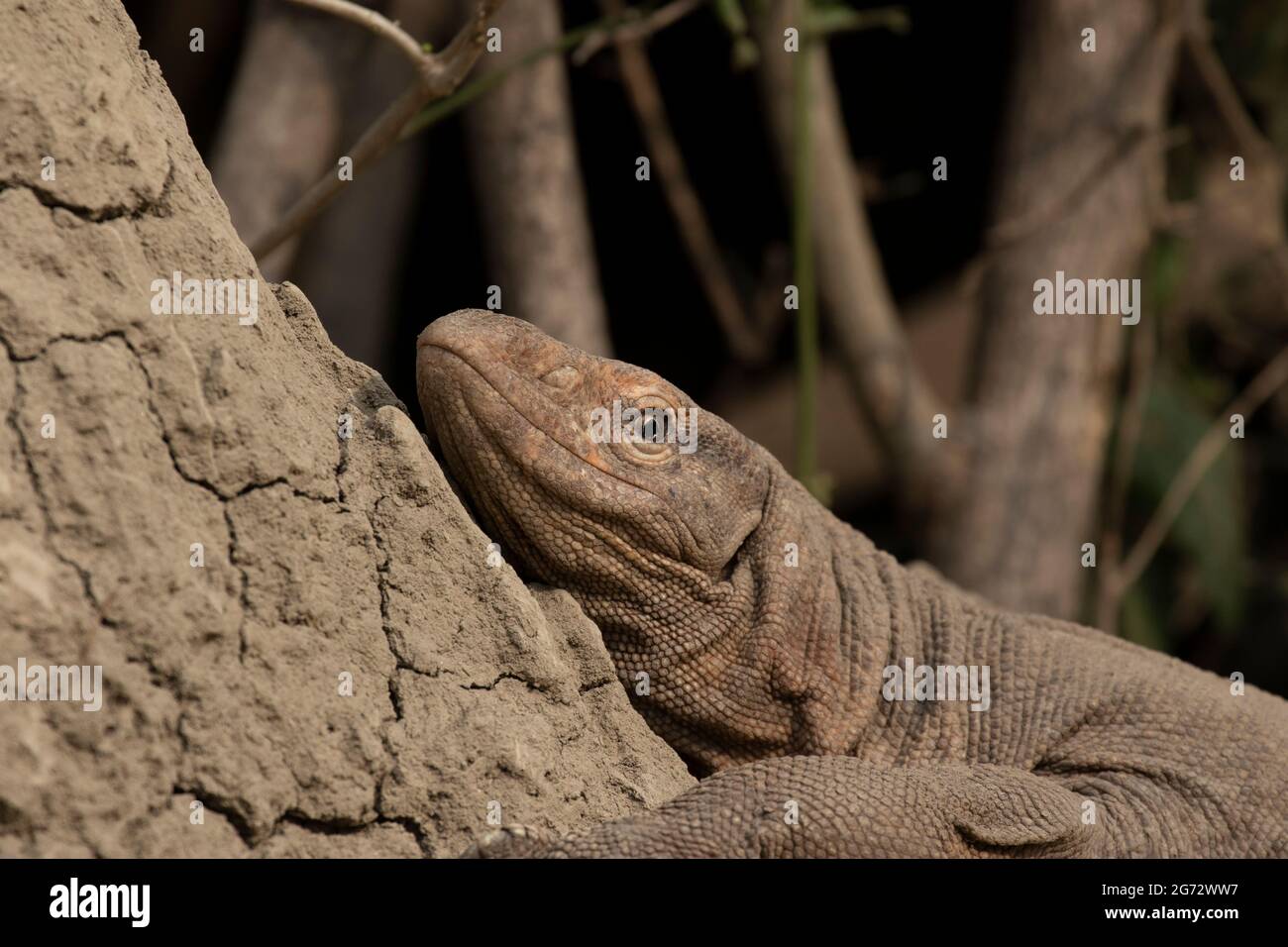 Bengal monitor (Varanus bengalensis) or common Indian monitor Stock ...