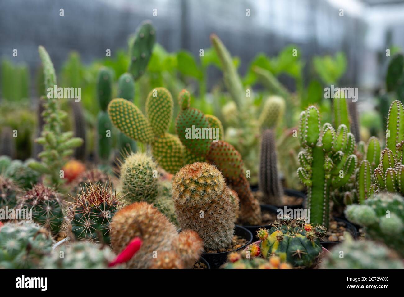 different types of cactus in the greenhouse Stock Photo - Alamy