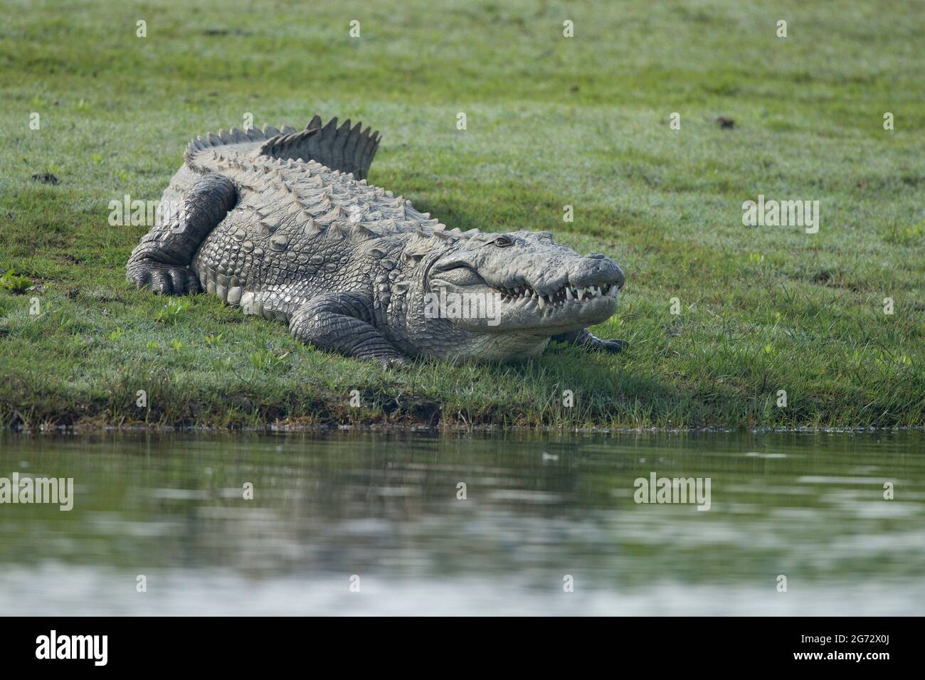 Indian crocodile hi-res stock photography and images - Alamy
