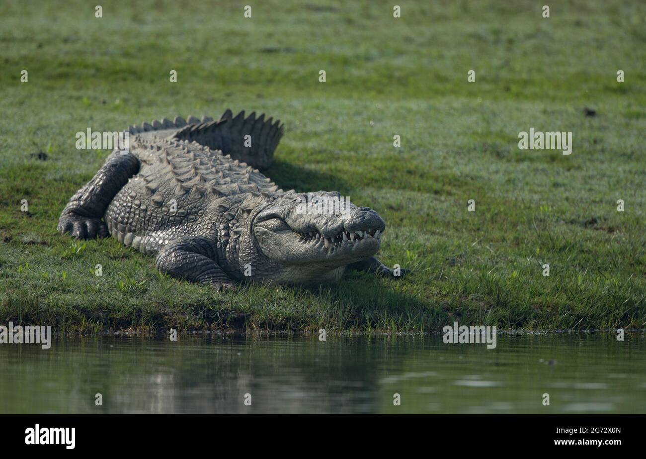 Marsh Crocodile (Crocodylus palustris), also called the Indian or ...