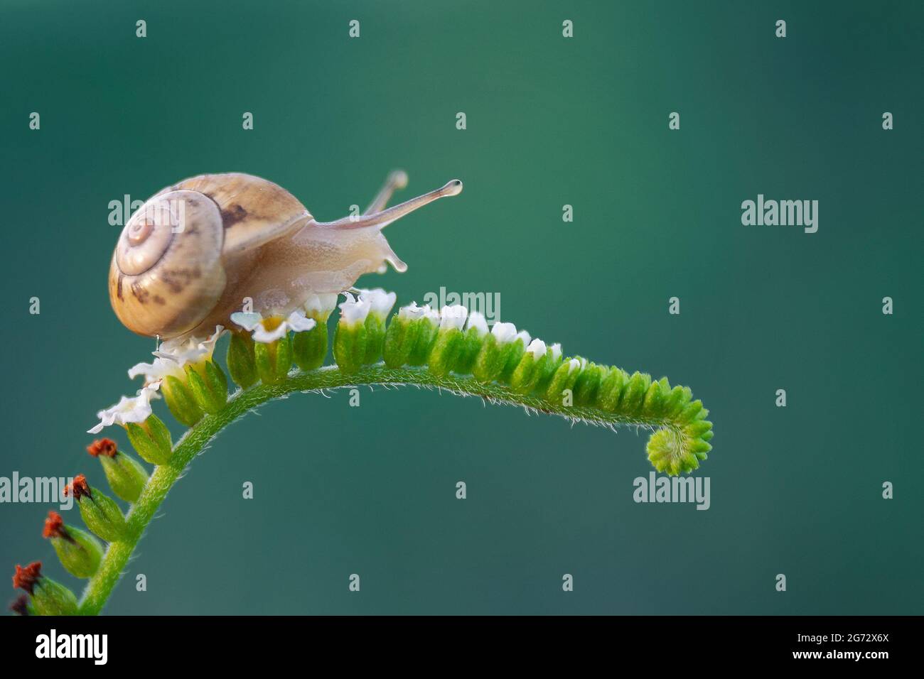 Closeup shot of crawling snail Stock Photo - Alamy