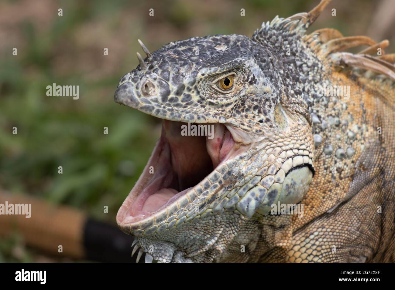 Lizard opening mouth hi-res stock photography and images - Alamy