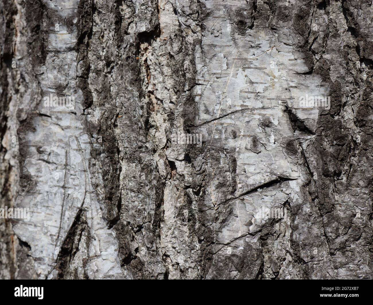 Old tree bark texture background Stock Photo - Alamy