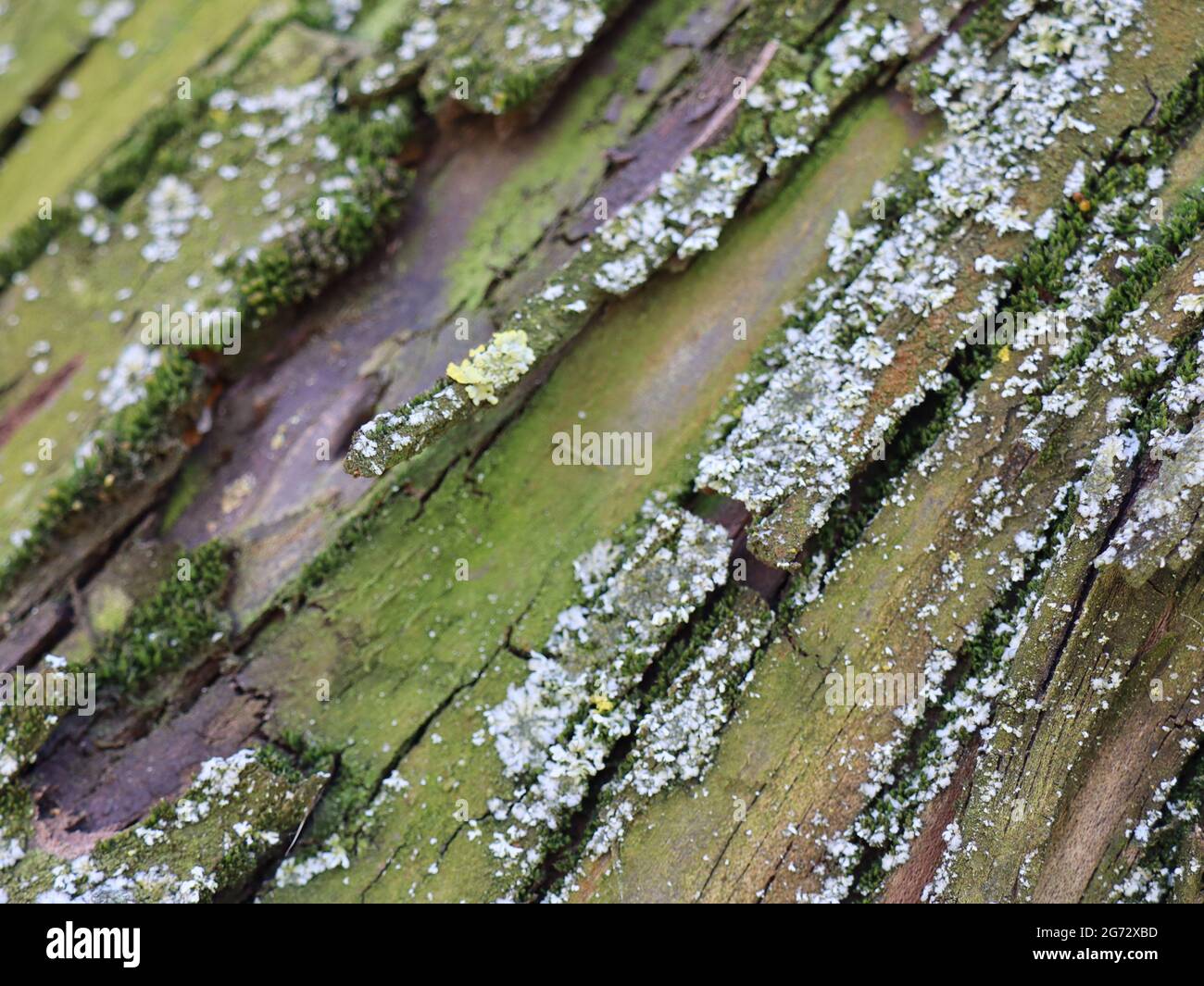 Old tree bark texture background Stock Photo - Alamy