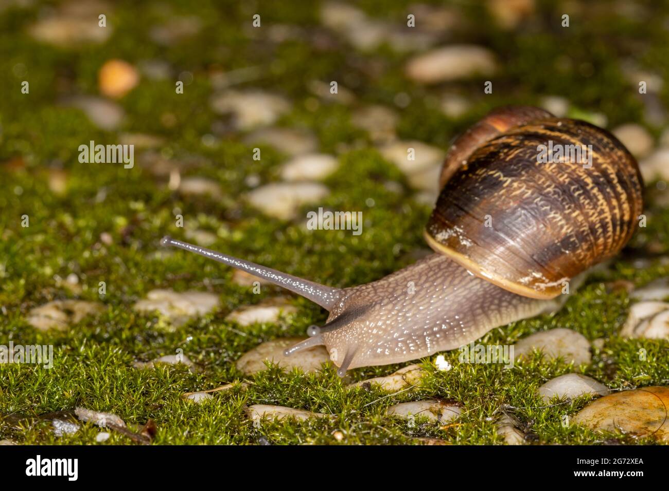 Close up of snail on mossy tile Stock Photo - Alamy