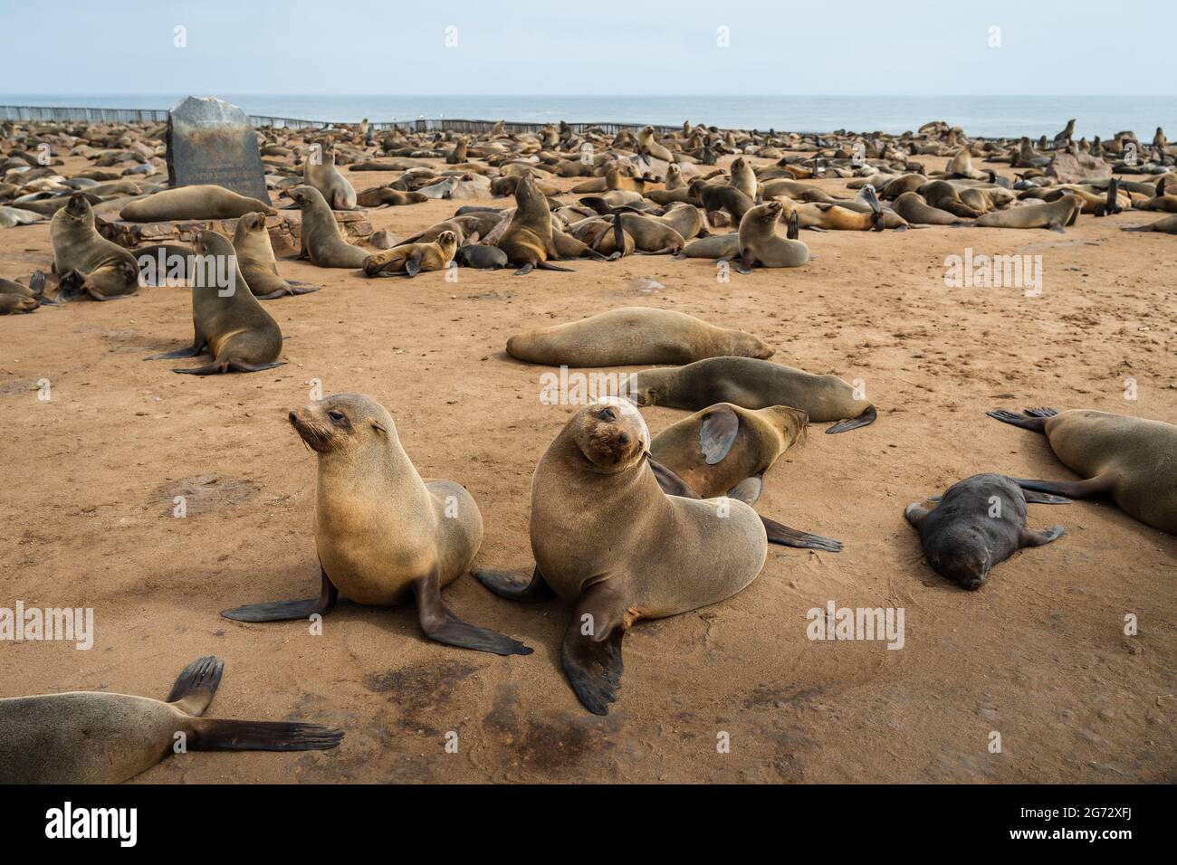 Thousands of seals at Cape Cross Seal Reserve on the Skeleton Coast in ...