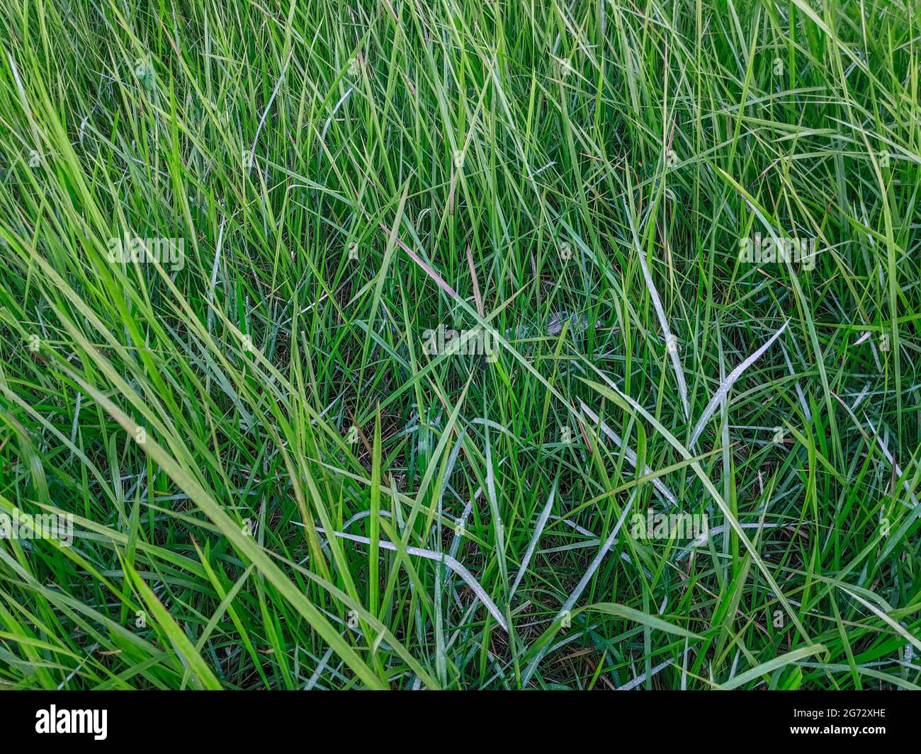 Grass in the wind Stock Photo - Alamy