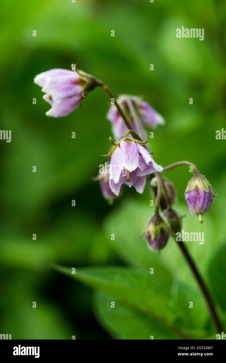 Potato plant flower hi-res stock photography and images - Alamy