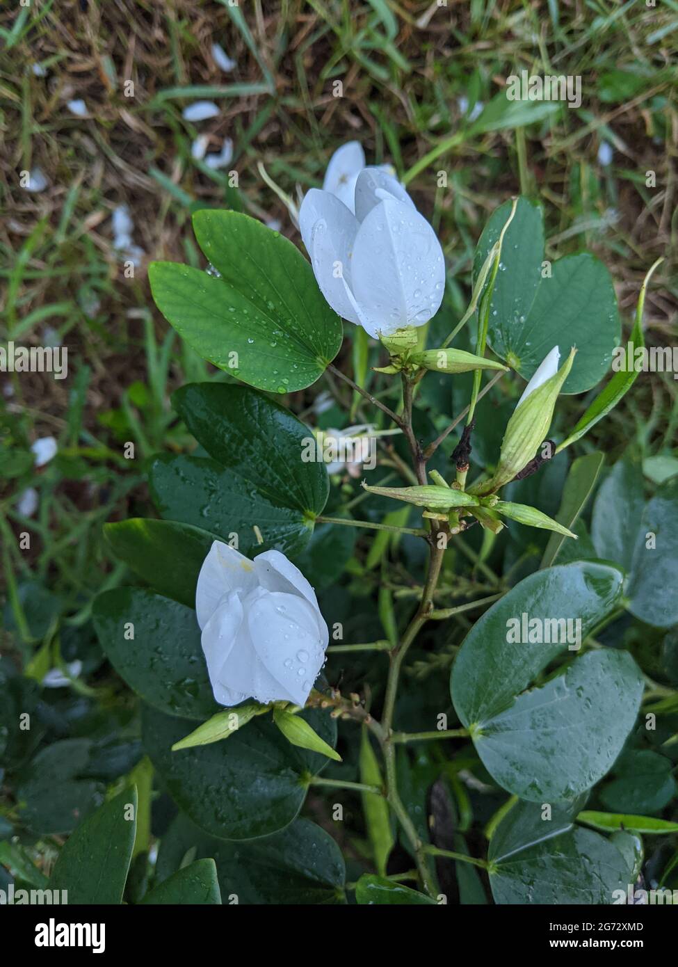 Vertical closeup shot dewy hi-res stock photography and images - Alamy