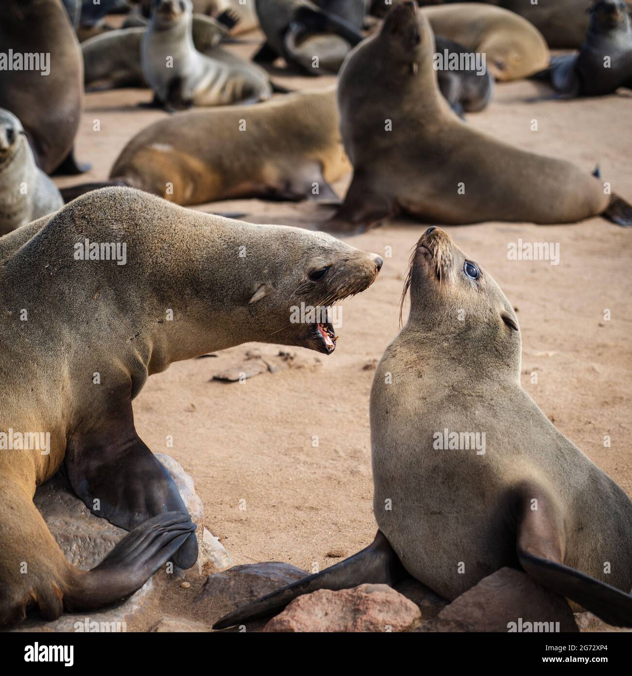 Angry seal hi-res stock photography and images - Alamy