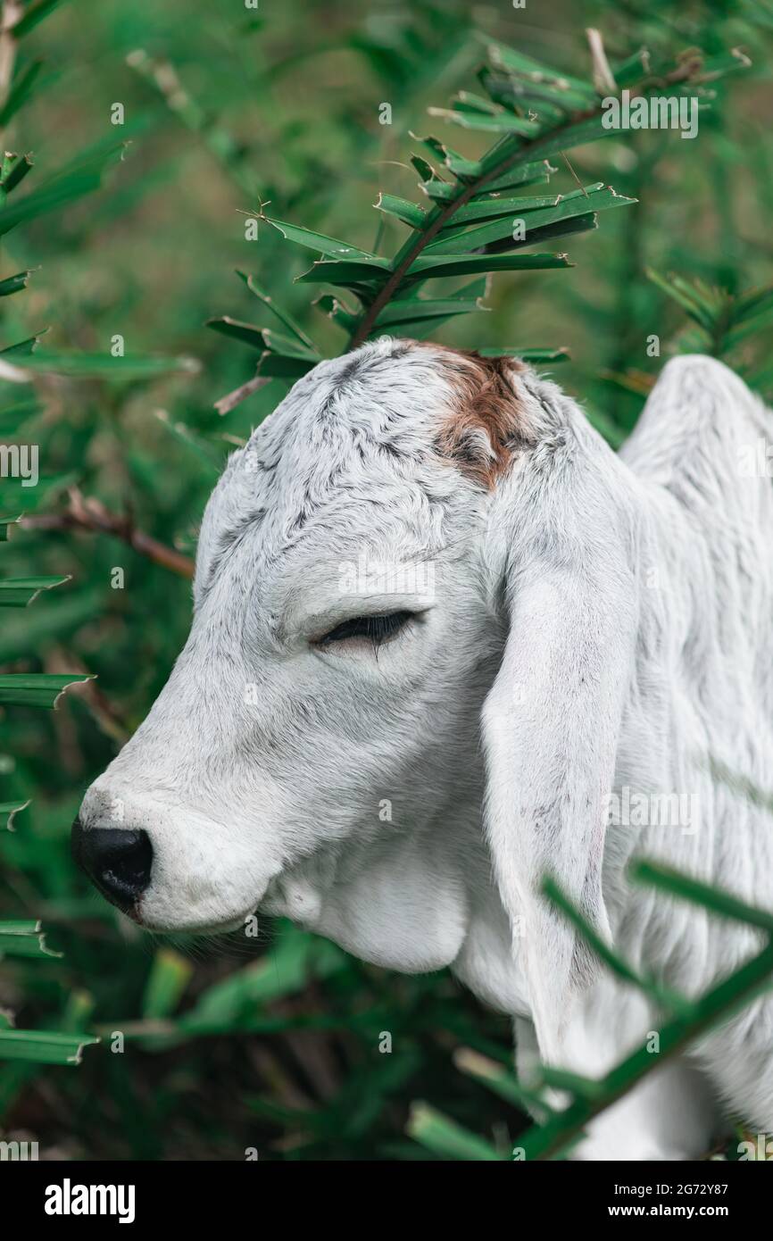 Portrait of a cute white calf resting outdoors Stock Photo - Alamy
