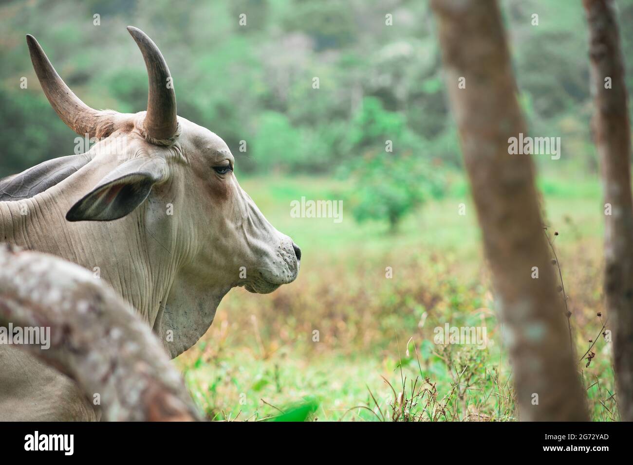 Side view of a white bull grazing outdoors Stock Photo - Alamy