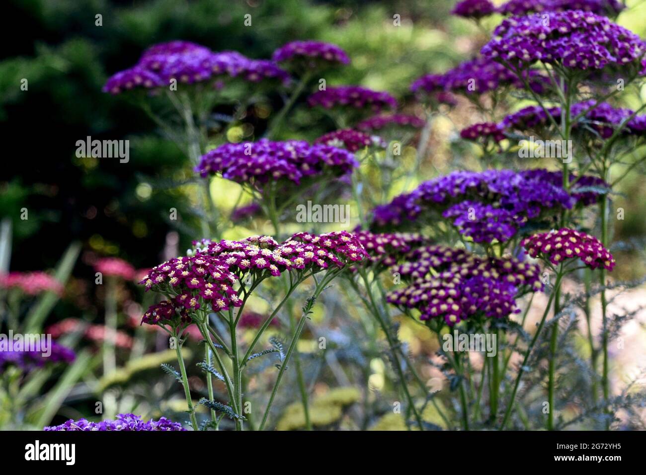 Achillea millefolium field hi-res stock photography and images - Alamy