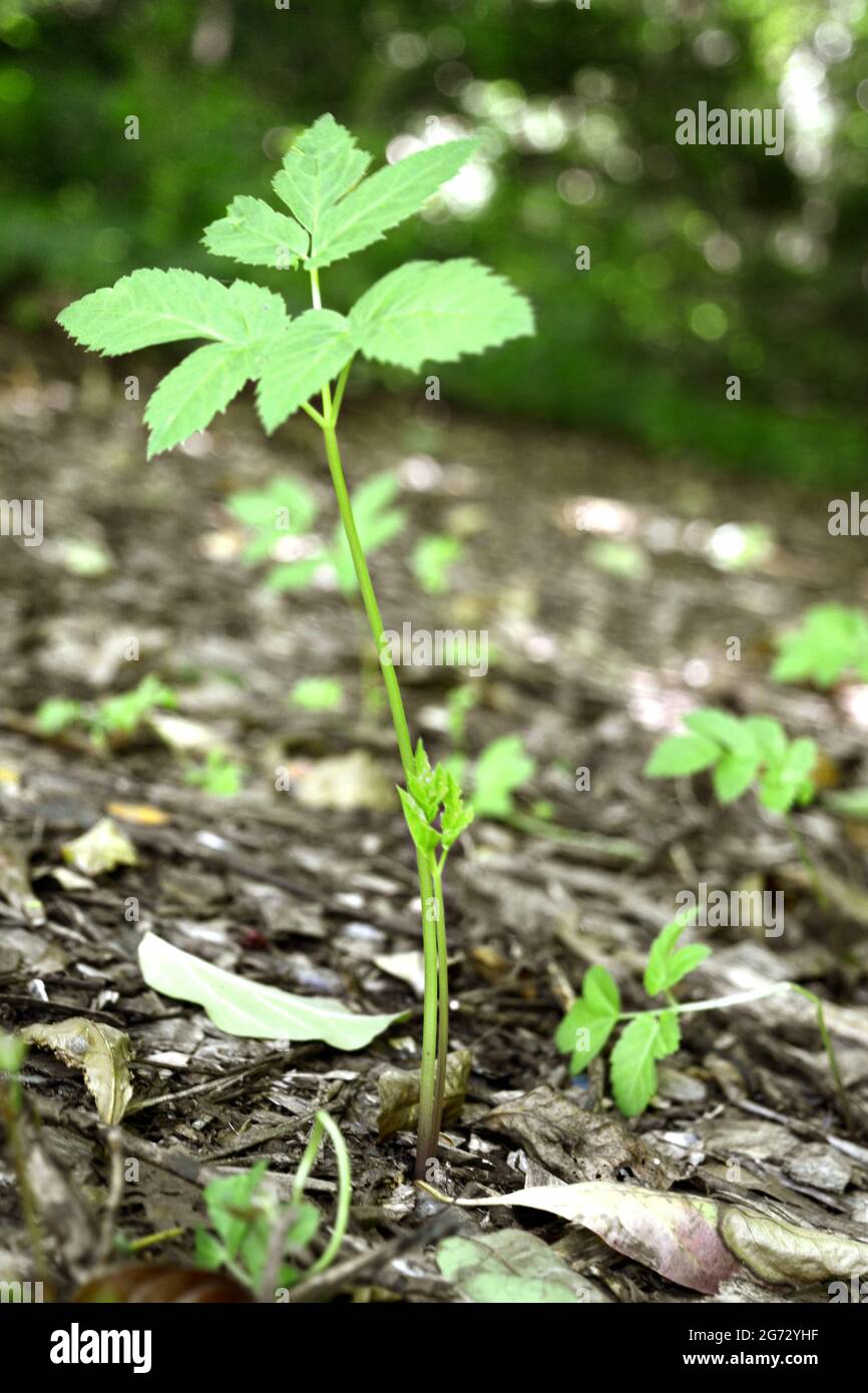 Closeup of a plant growing. Vertical shot. A small plant growing in the ...