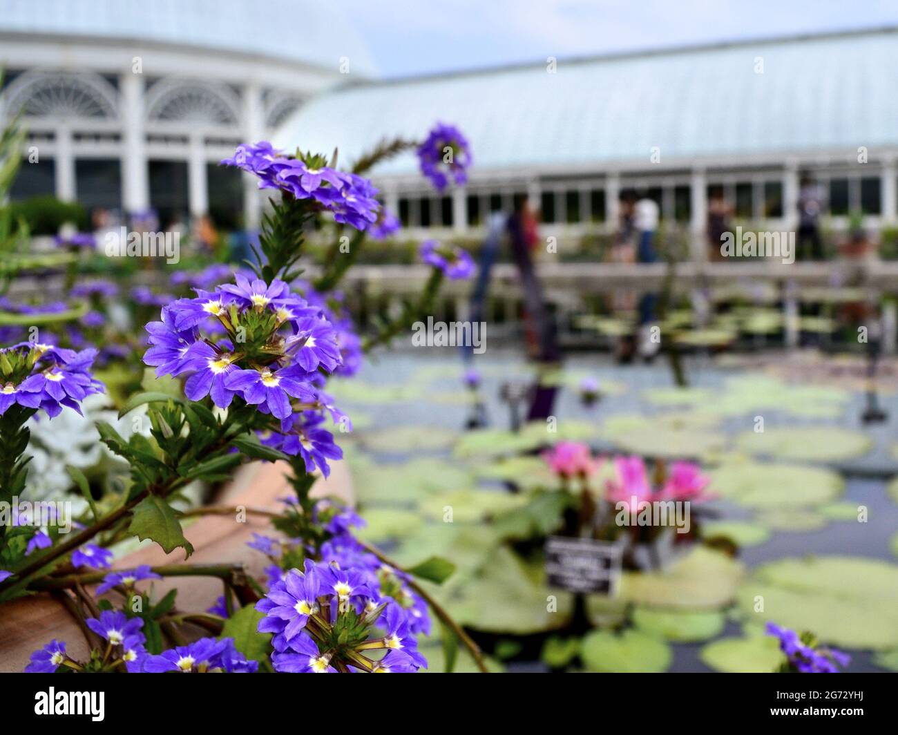 Closeup of Scaevola aemula also known as the fairy fan-flower or common ...