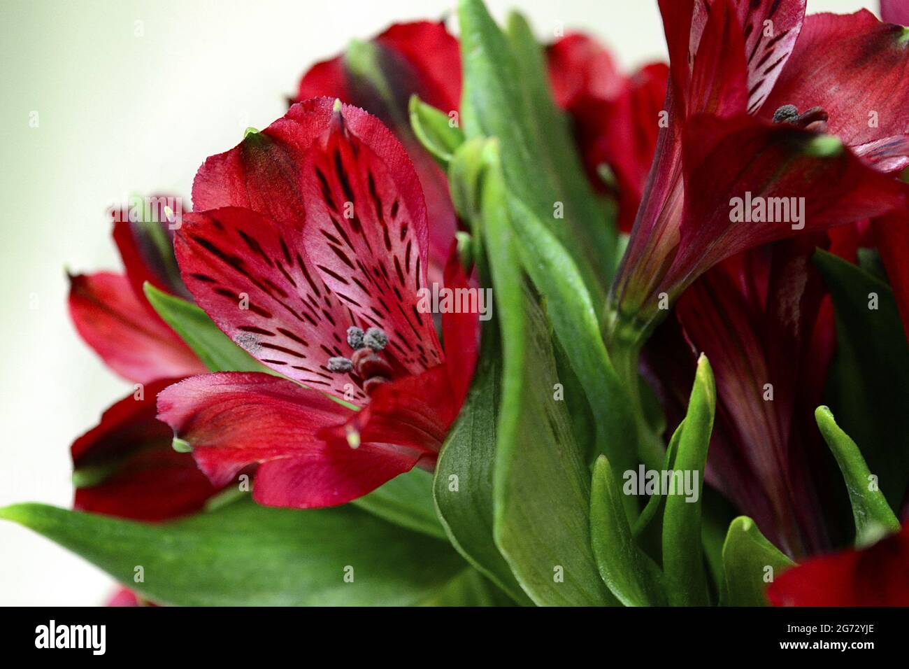 Beautiful red Peruvian lily flowers isolated on a white background ...