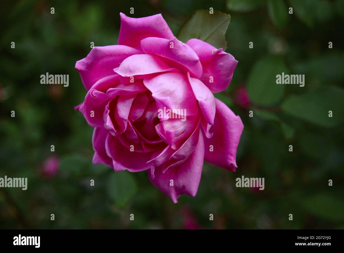 Closeup of a single pink rose. Horizontal shot. Shallow focus Stock ...