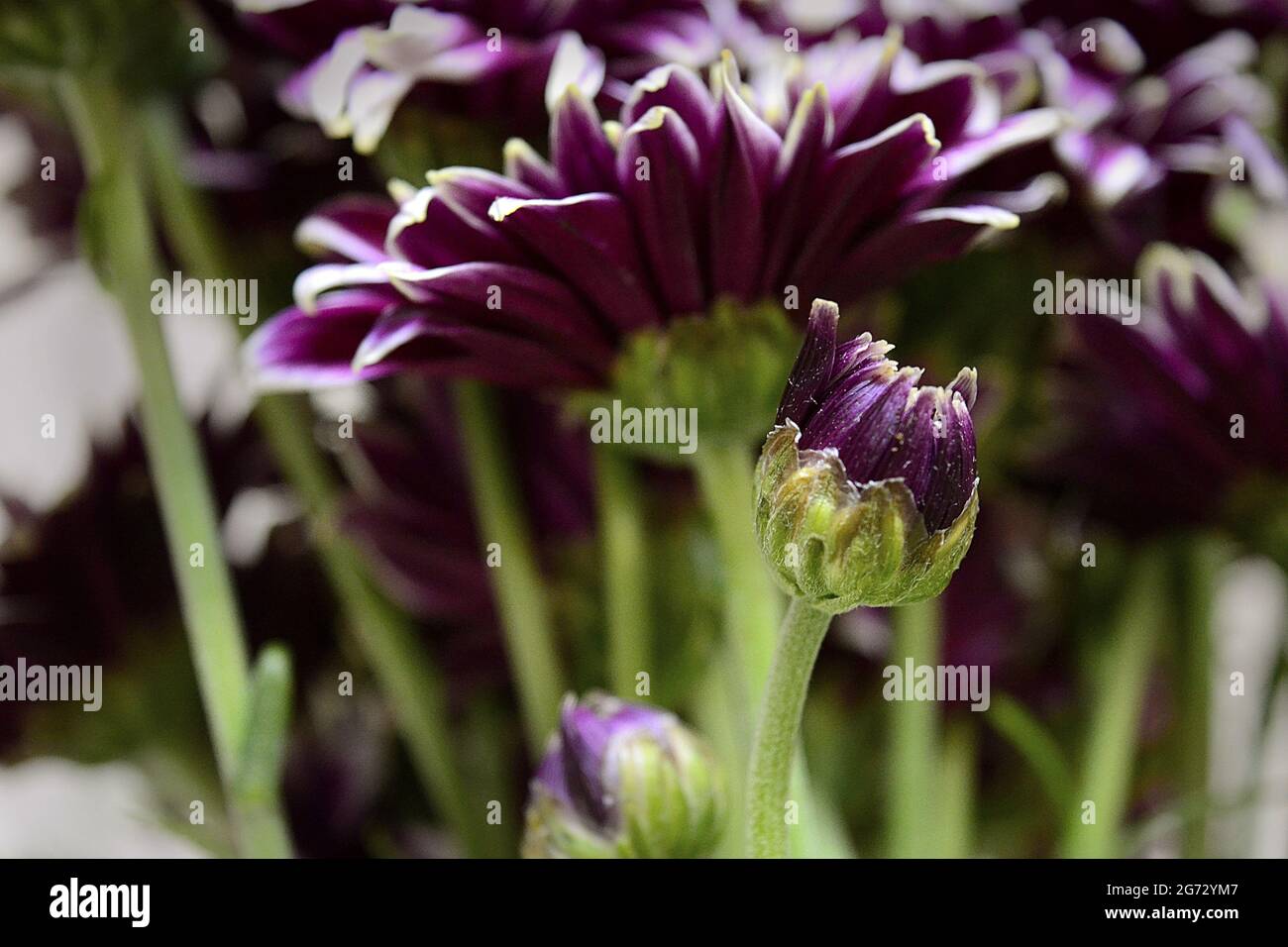 Closeup of a bouquet of Dahlia Vancouver flowers. Horizontal shot ...