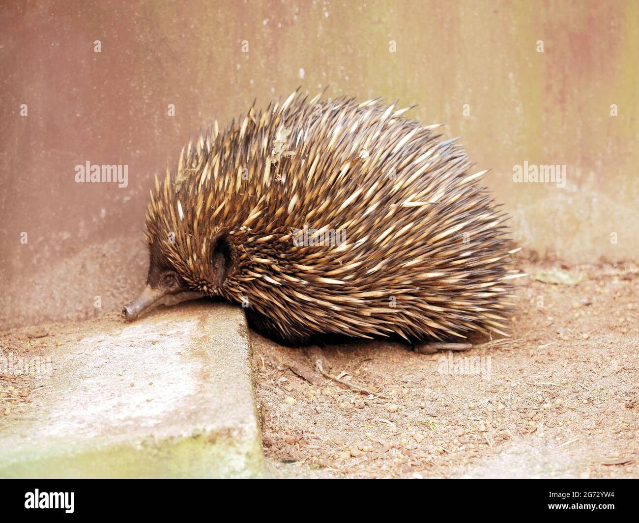 Echidna habitat hi-res stock photography and images - Alamy