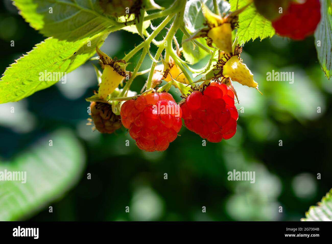 branch of raspberries in a garden. Macro photo Stock Photo - Alamy