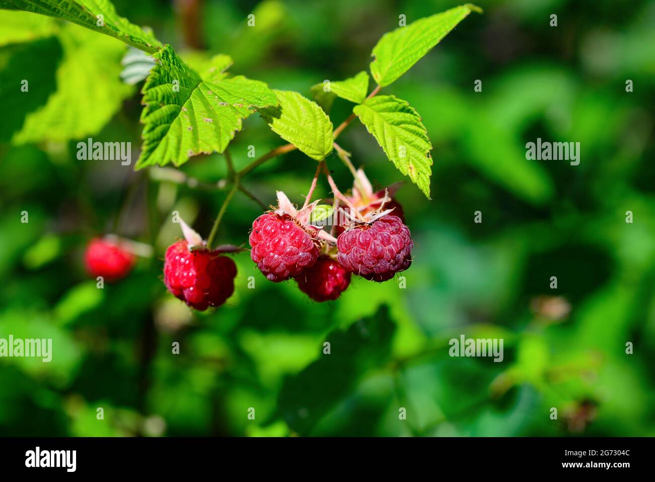 Raspberry tree garden hi-res stock photography and images - Alamy